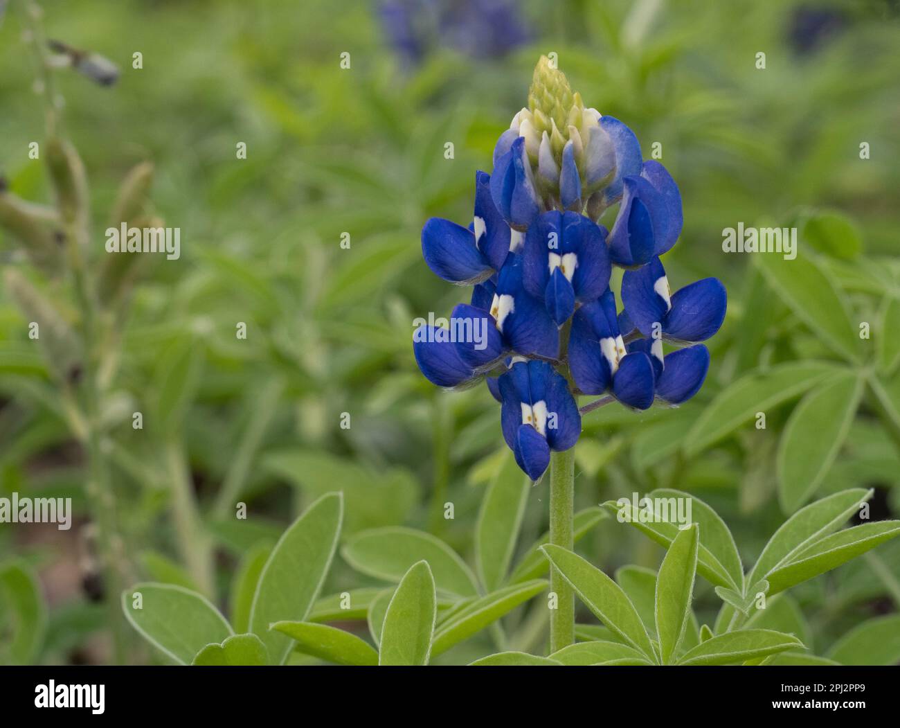 Close up of a Texas Bluebonnet plant in bloom. Photographed with a ...