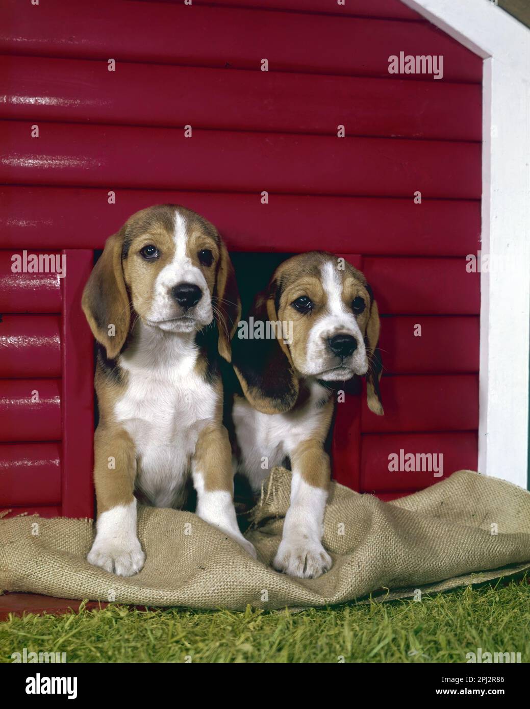 Basset dogs hi-res stock photography and images - Alamy