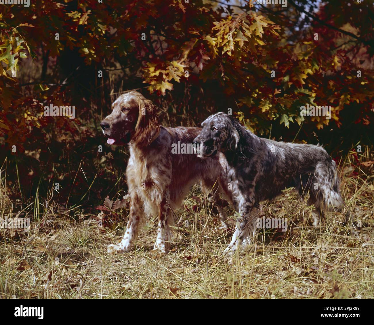 English setters hi-res stock photography and images - Alamy