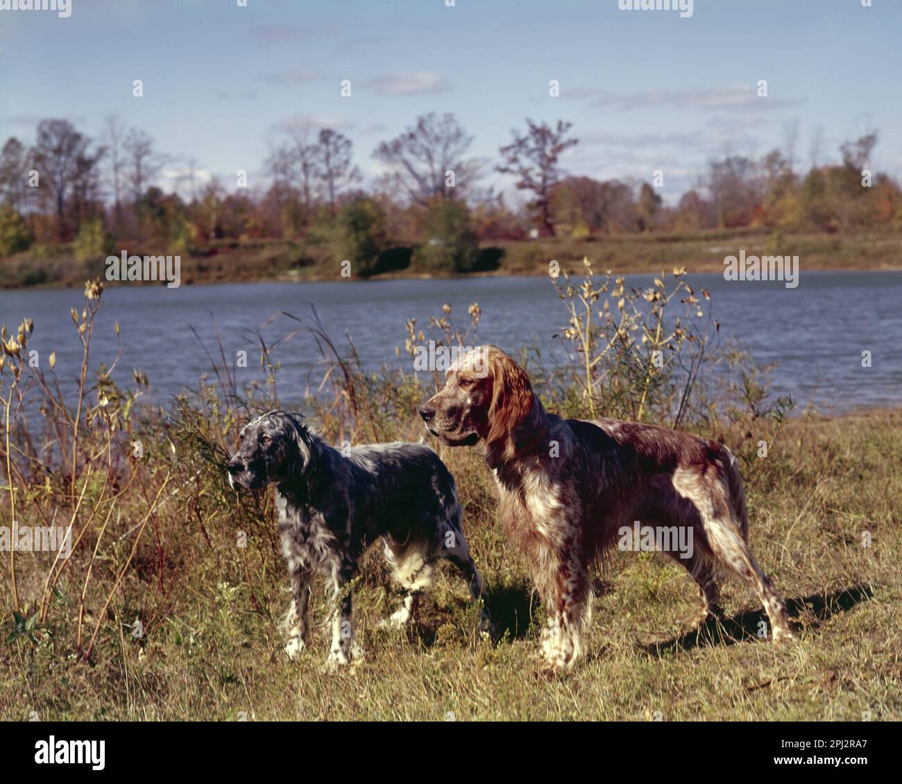 English setters hi-res stock photography and images - Alamy