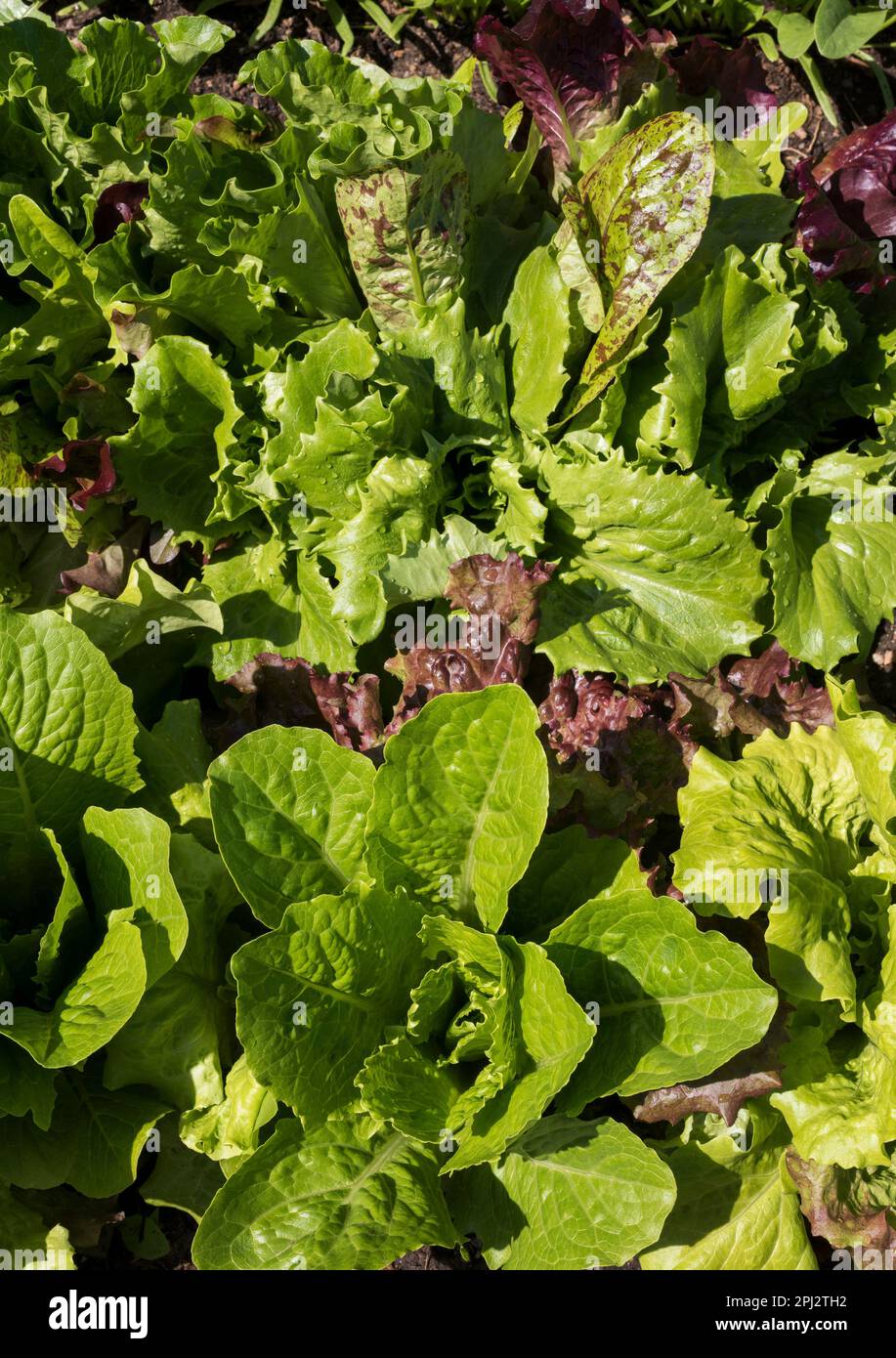 Early spring variety of Heirloom leaf lettuce grown in Northern ...