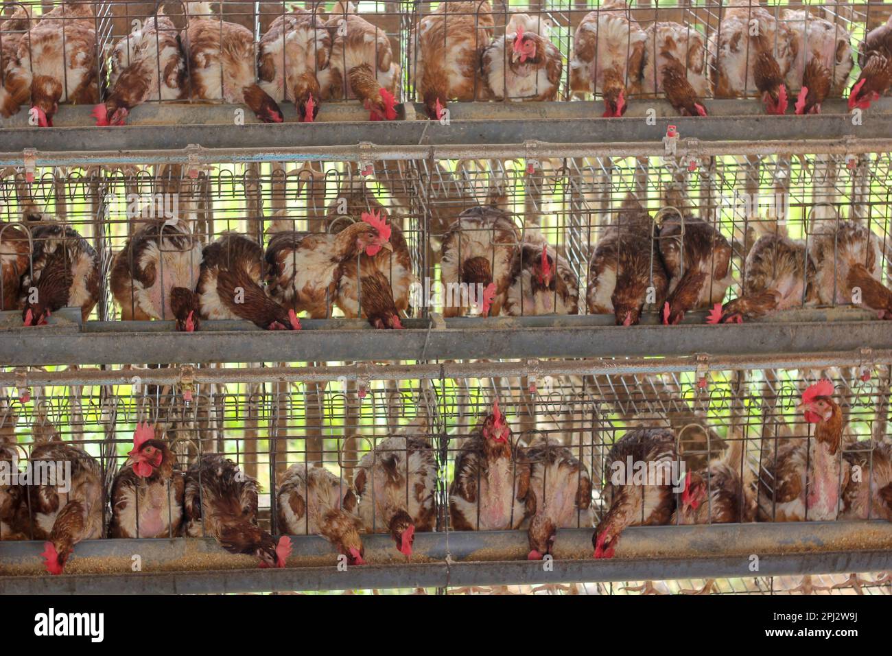 Poultry hens lined up in cages with eggs on a conveyor belt Stock Photo - Alamy