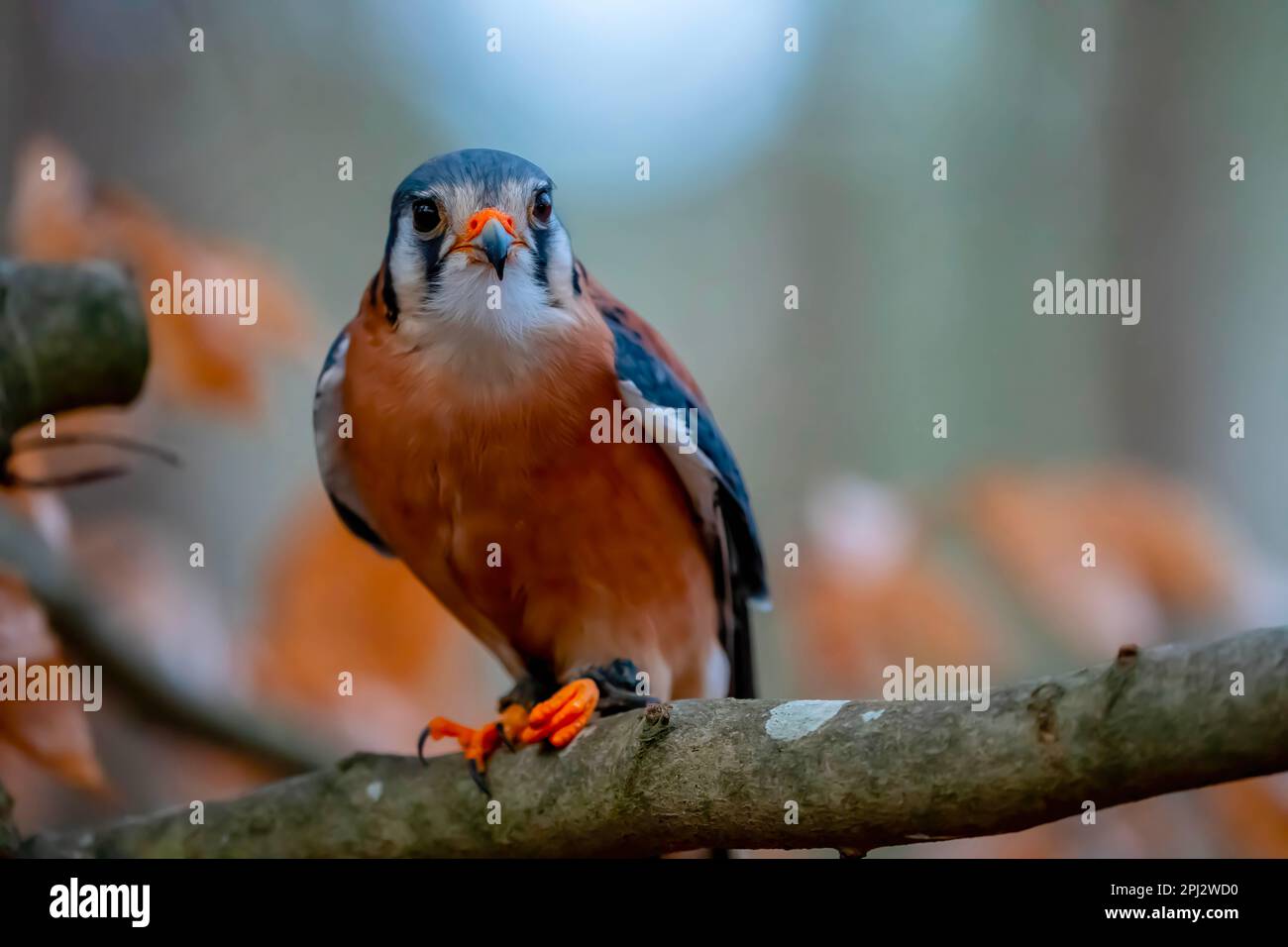 The smallest and most common falcon in north america hi-res stock ...