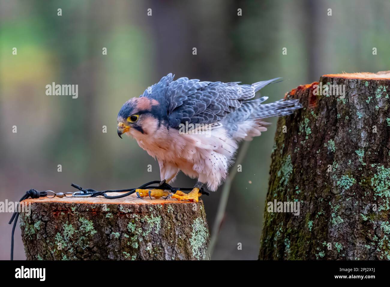 Huntersville, NC, USA. 18th Mar, 2023. The lanner falcon (Falco ...