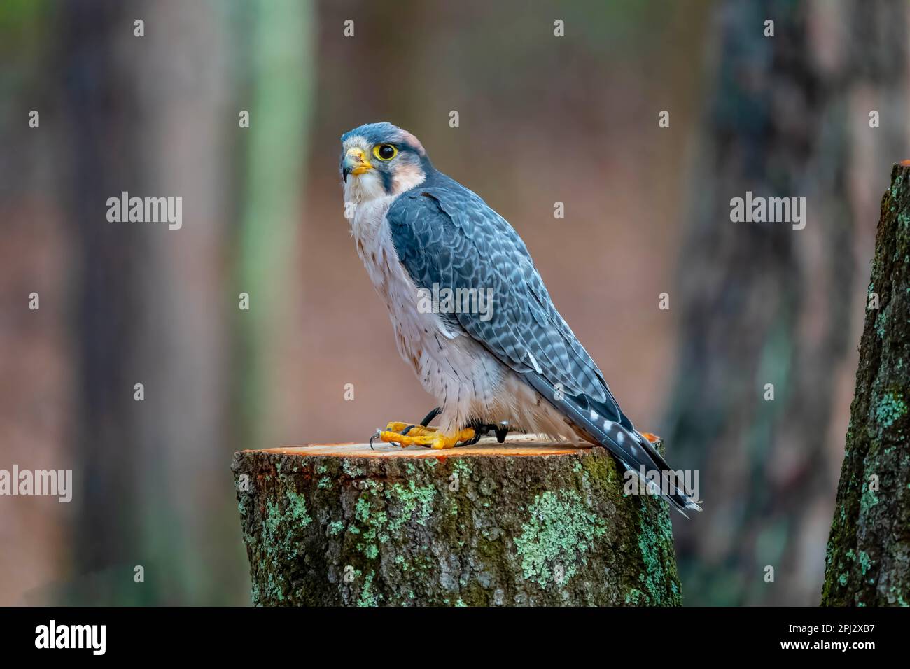Huntersville, NC, USA. 18th Mar, 2023. The lanner falcon (Falco ...