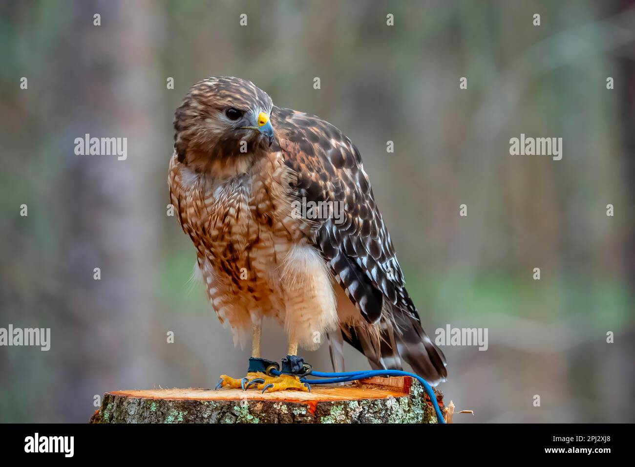 Huntersville, NC, USA. 18th Mar, 2023. The red-shouldered hawk (Buteo ...