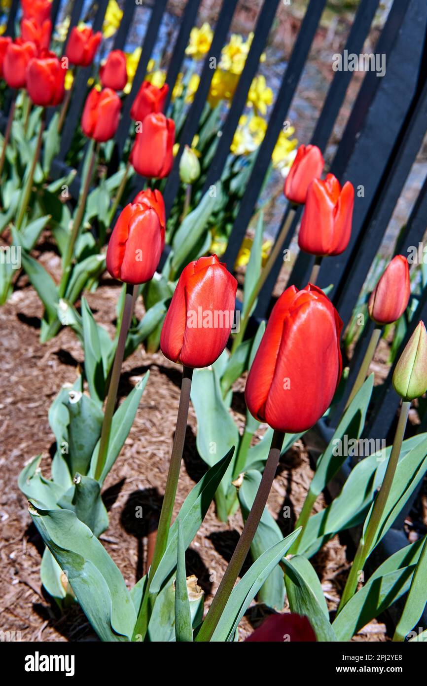 Sidewalk flower bed hi-res stock photography and images - Alamy