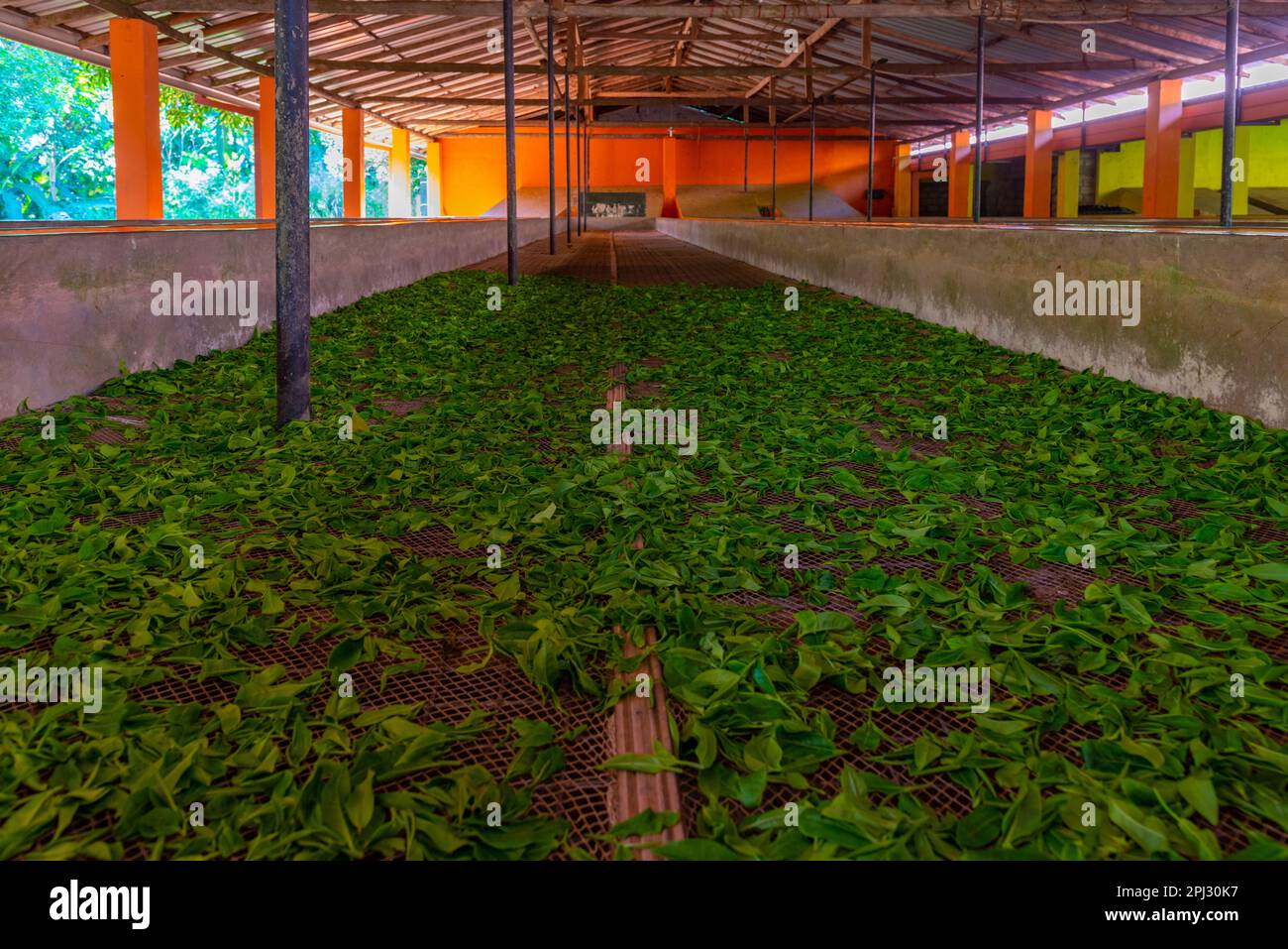 Koggala, Sri Lanka, January 21, 2022: Inside of a tea processing plant ...