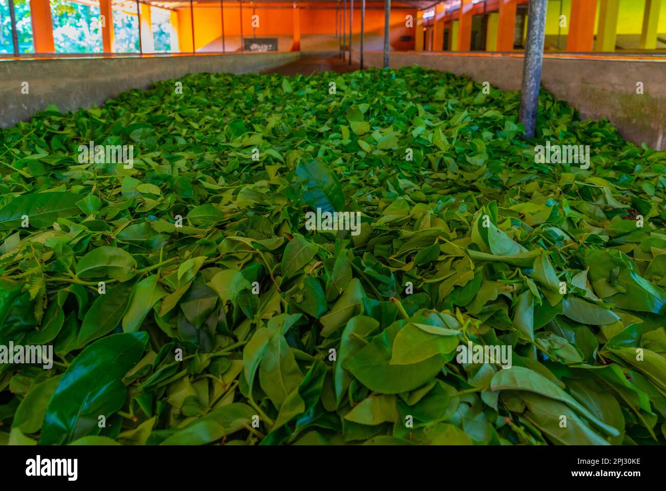 Koggala, Sri Lanka, January 21, 2022: Inside of a tea processing plant ...