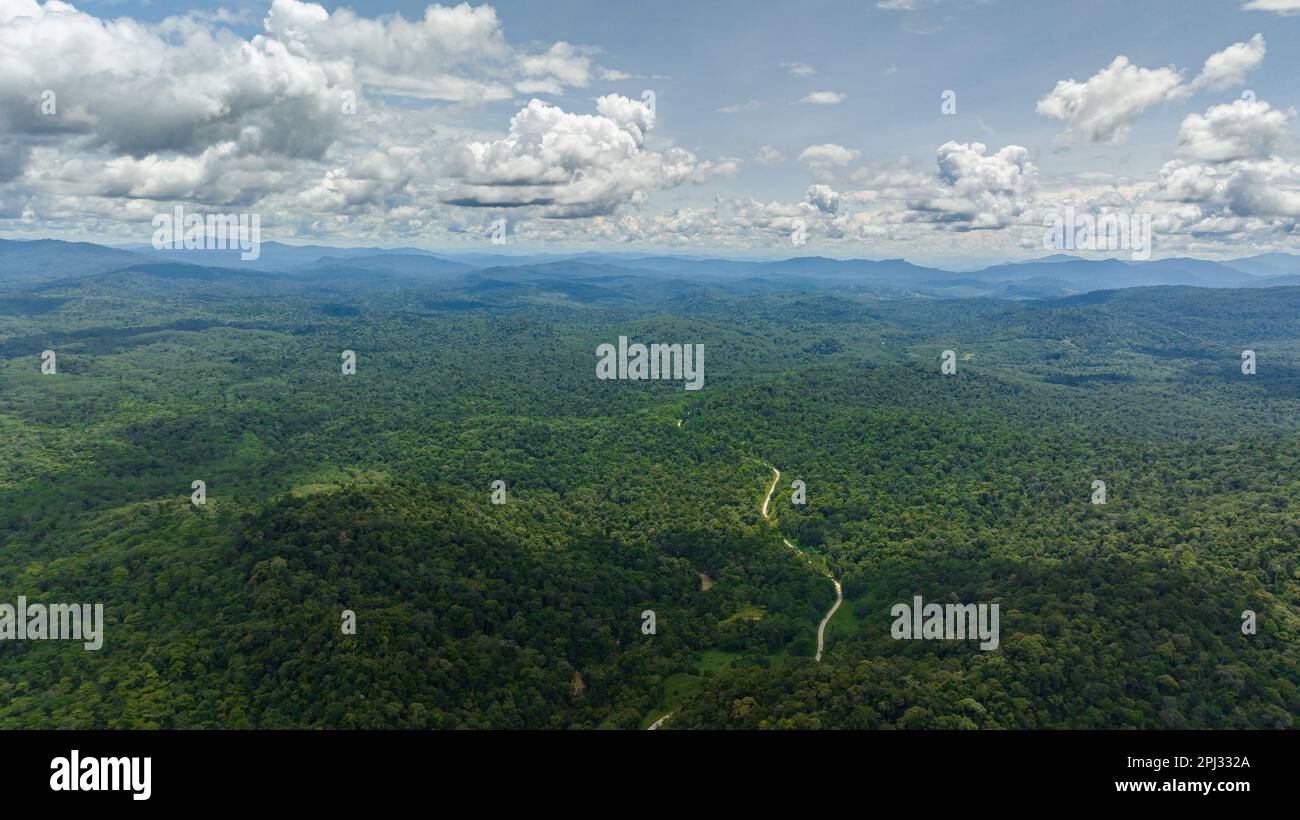Jungle and rainforest in highlands. Borneo, Malaysia Stock Photo - Alamy
