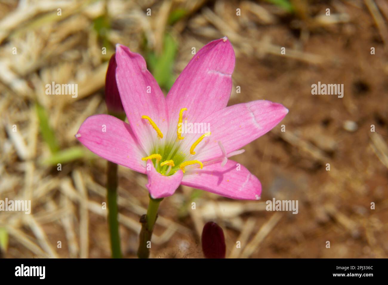 Zephyranthes carinata flower Stock Photo - Alamy