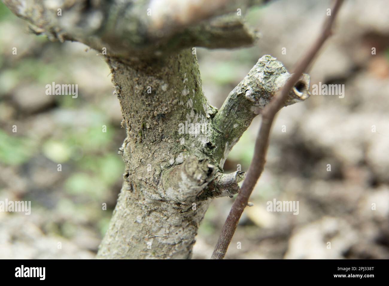 Branch of dead tree isolated on white background with clipping path ...