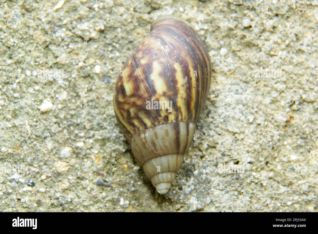 Wing snail hi-res stock photography and images - Alamy