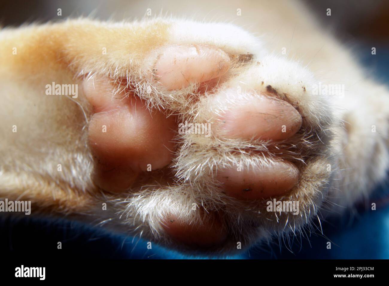 Paws of a cat Scottish Straight, isolated on white background, closeup ...