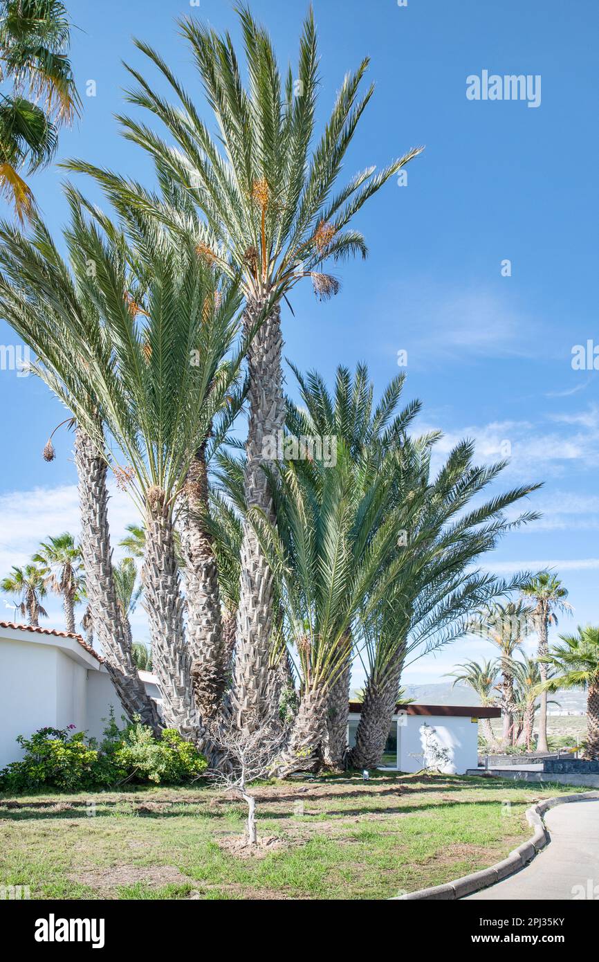 Cluster of palm trees standing tall and gently swaying in the breeze ...