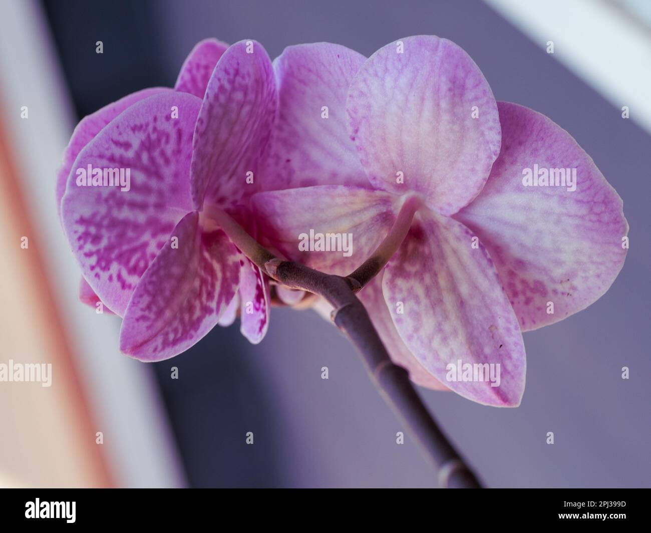 Heavily spotted purple flowers hi-res stock photography and images - Alamy