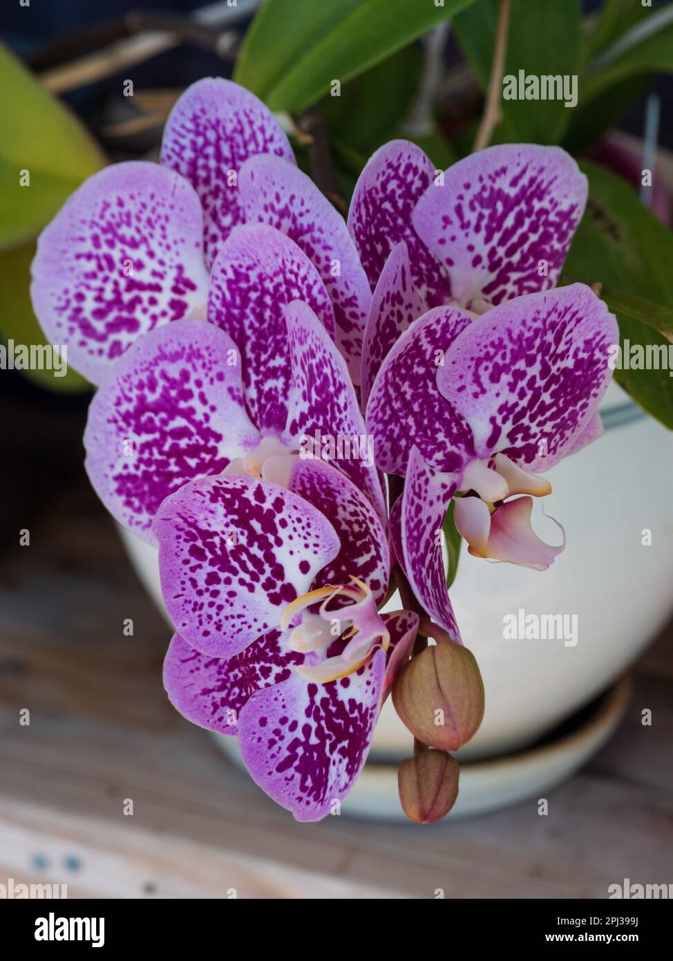 Heavily spotted purple flowers hi-res stock photography and images - Alamy