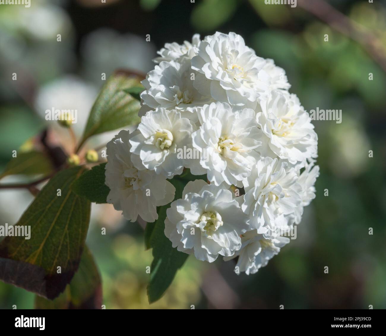 Cluster of the Tiny White Flowers of the May Bush Stock Photo - Alamy