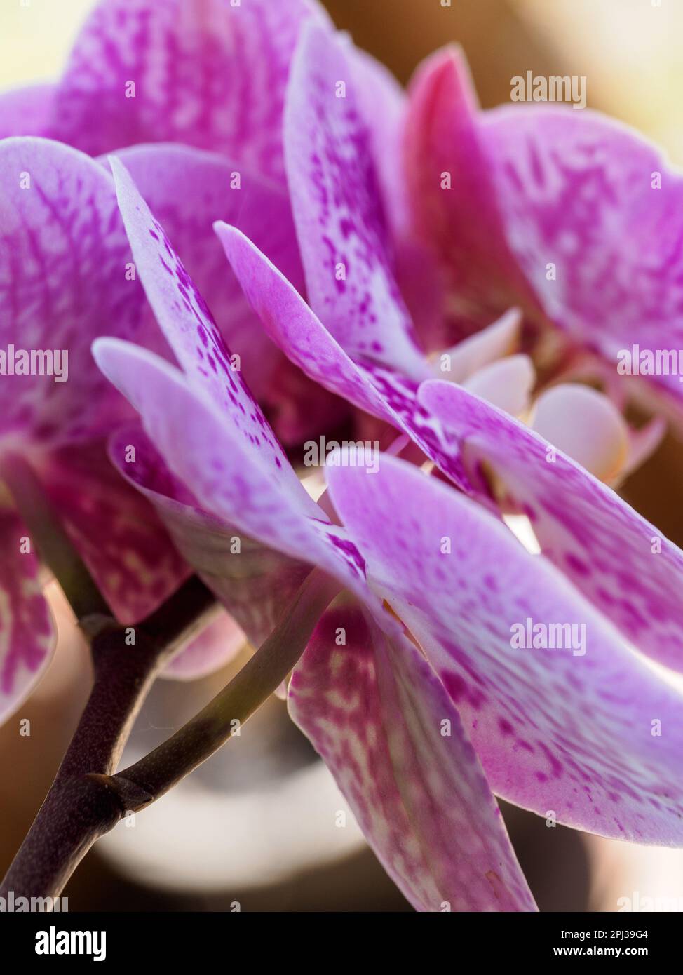 Heavily spotted purple flowers hi-res stock photography and images - Alamy