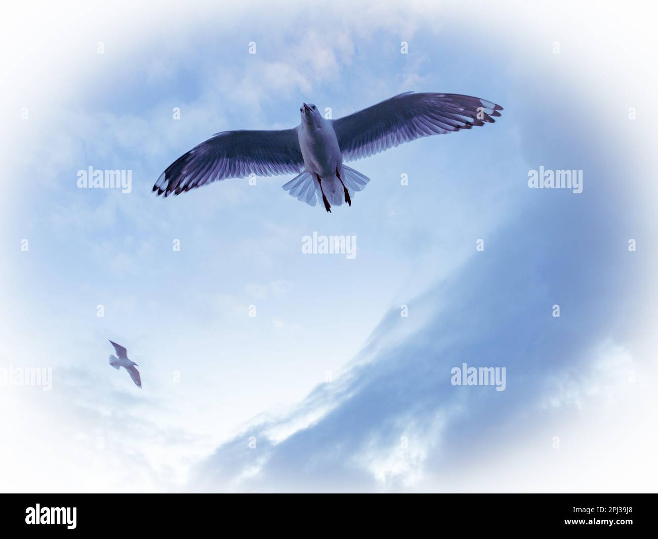 Angelic, yet slightly angry looking seagulls flying right overhead ...