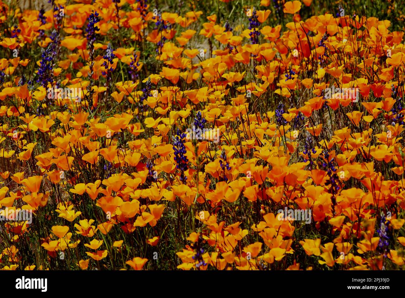 Poppy wildflowers in bloom in the desert outside of Phoenix, Arizona ...