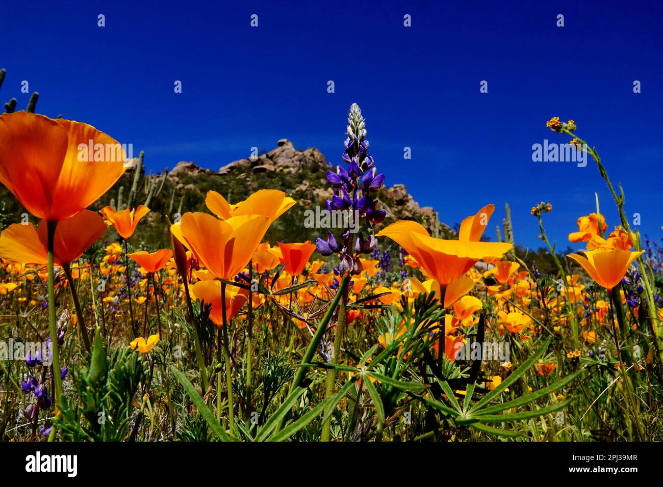 Arizona wildflowers hi-res stock photography and images - Alamy