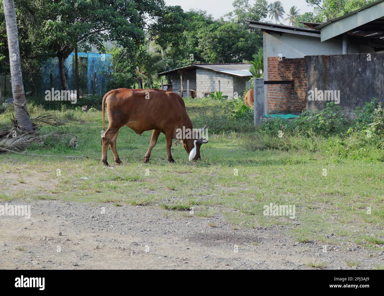A domestic cow tied up by a rope to a coconut trunk is eating grass in ...