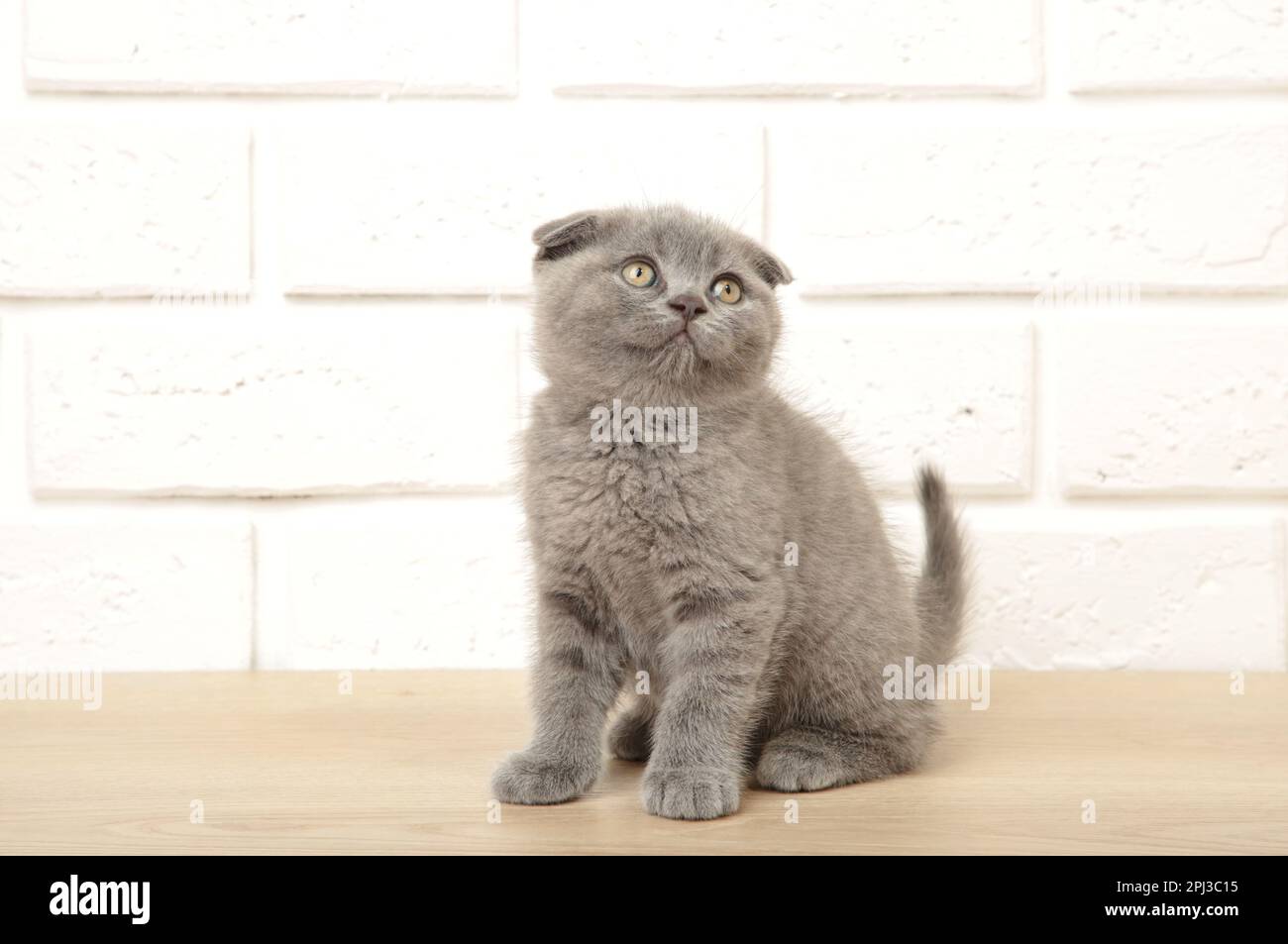 Grey Scottish kitty on a light background, cut out. Top view Stock ...