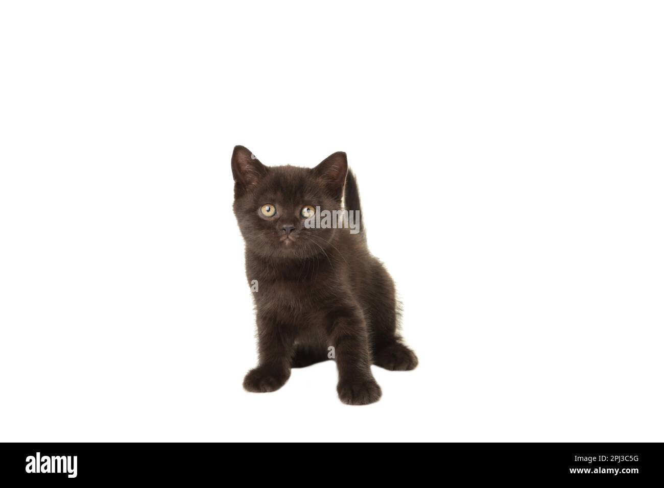 Black British Shorthair Kitten
