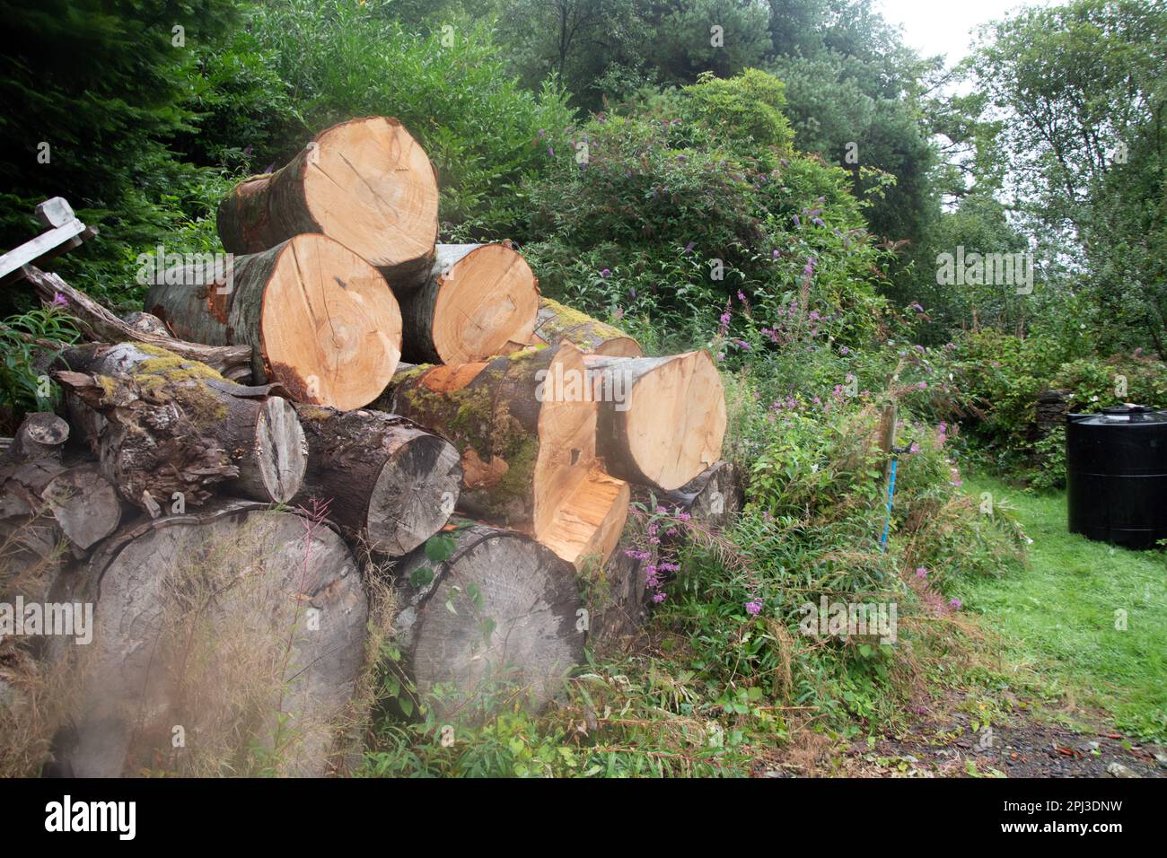 logging, timber, log, forest, nature, forestry, tree, wood, pile, stack ...