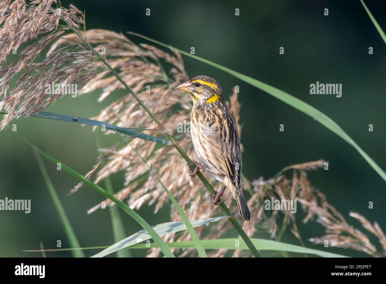 Greater weaver hi-res stock photography and images - Alamy