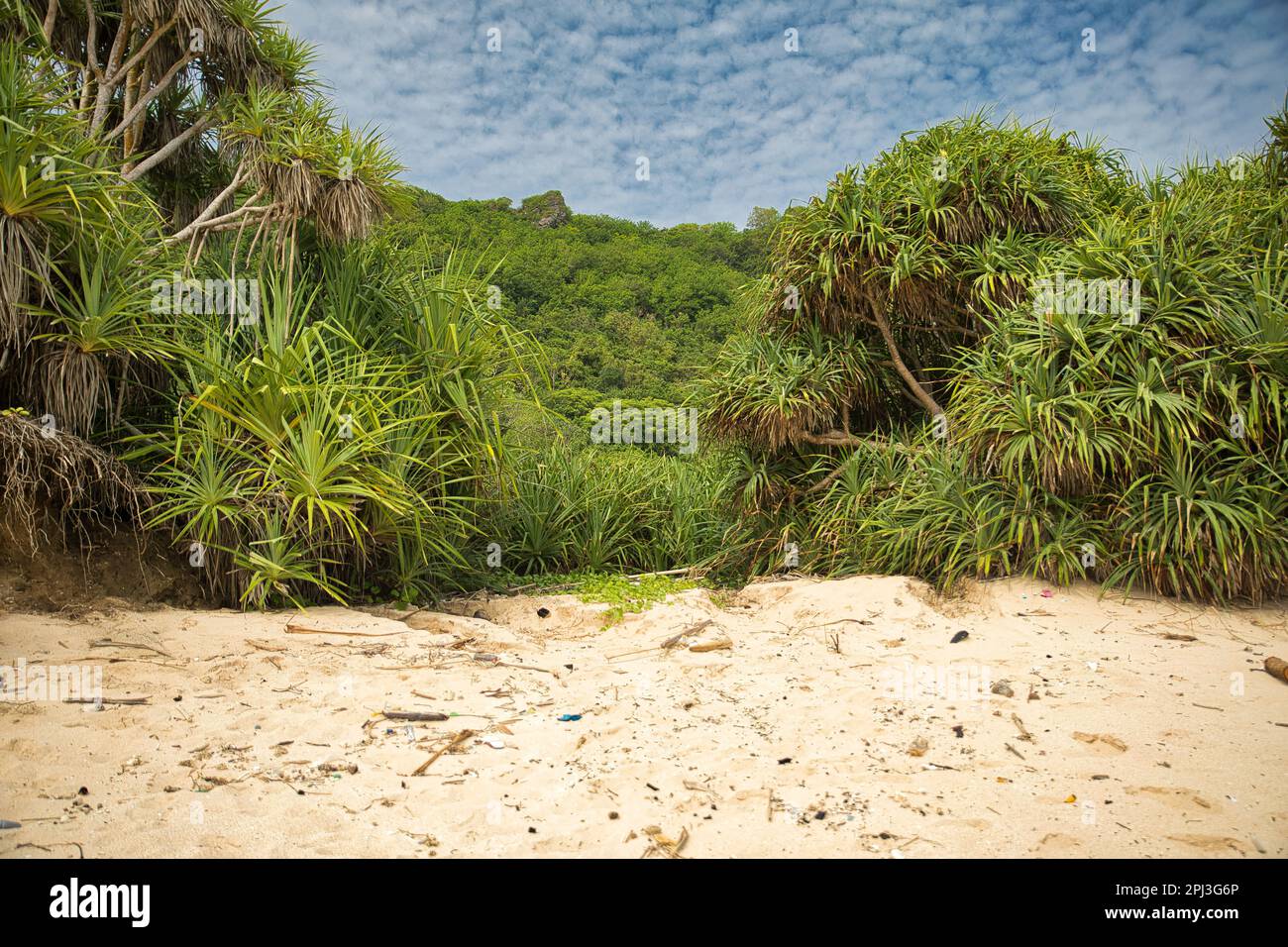Idyllic Nyang Nyang beach in Uluwatu in Bali, Indonesia, with palm ...
