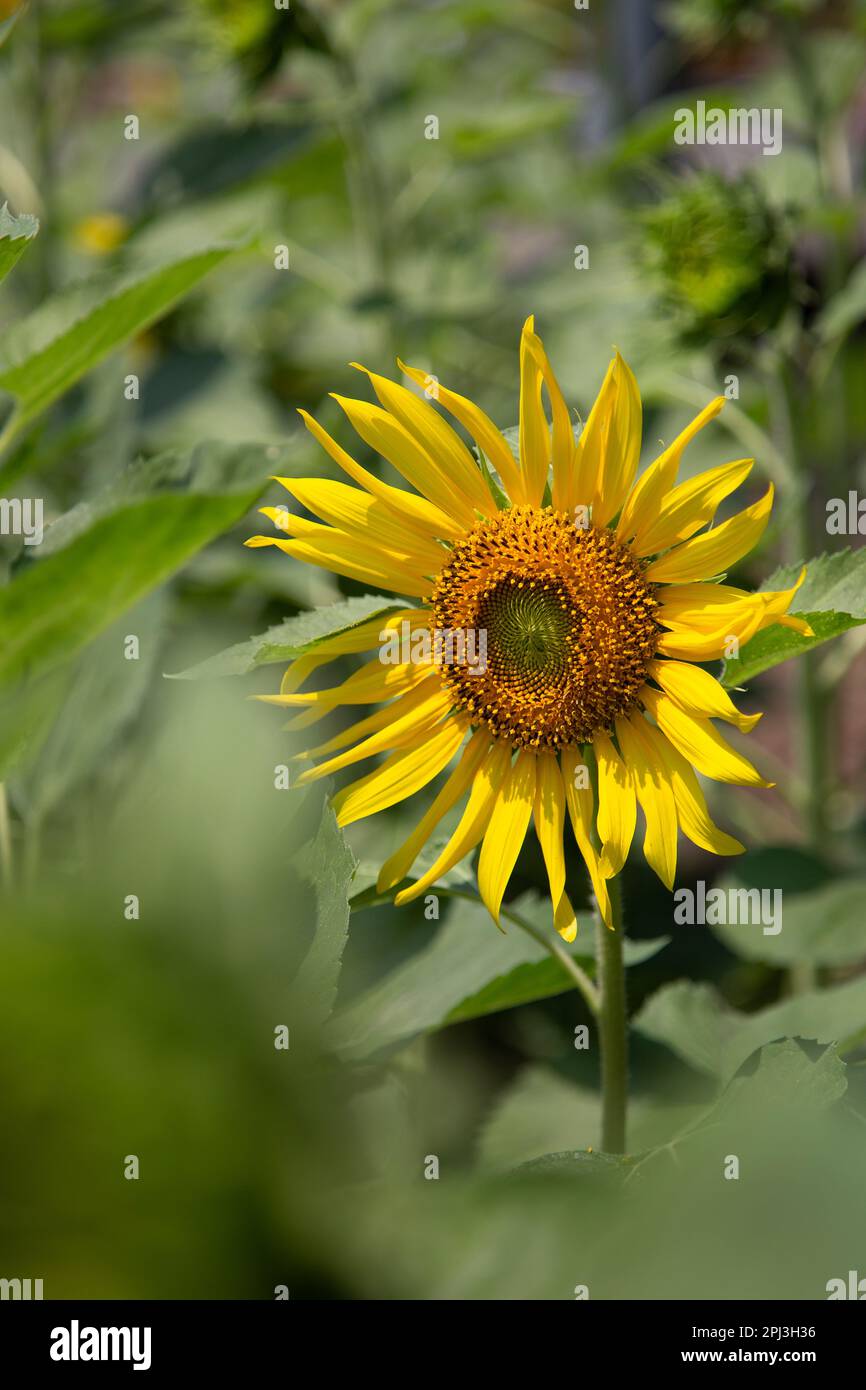 Beauty sunflower detail hi-res stock photography and images - Alamy