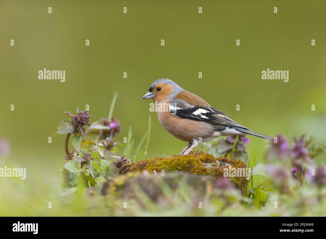 Common chaffinch Fringilla coelebs, adult male perched on moss covered ...