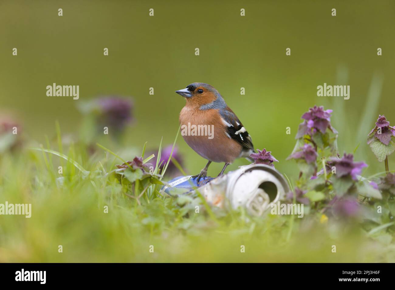 Common chaffinch Fringilla coelebs, adult male perched on discarded ...