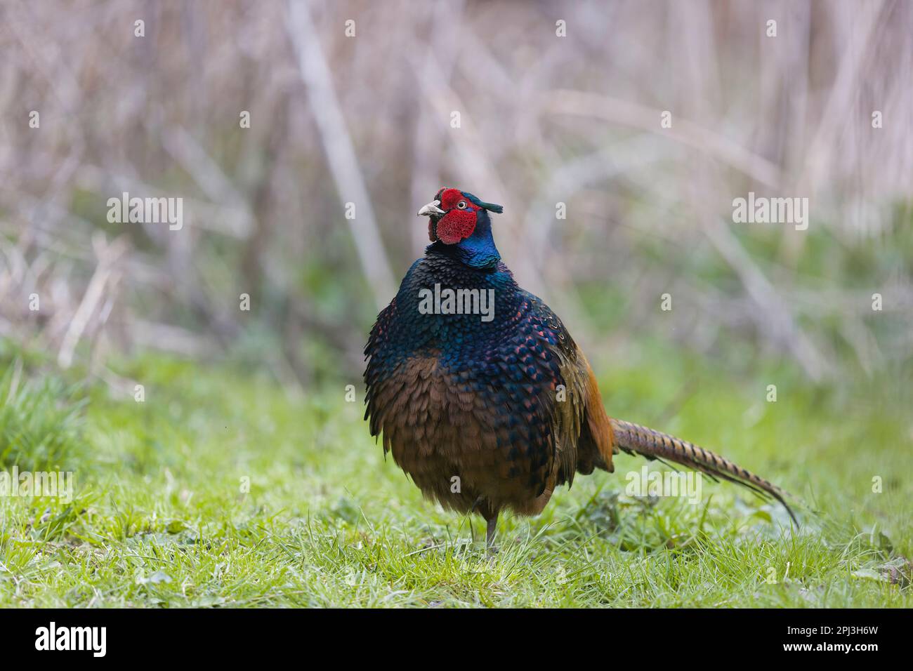 Common pheasant Phasianus colchicus, adult male standing on grass with ...