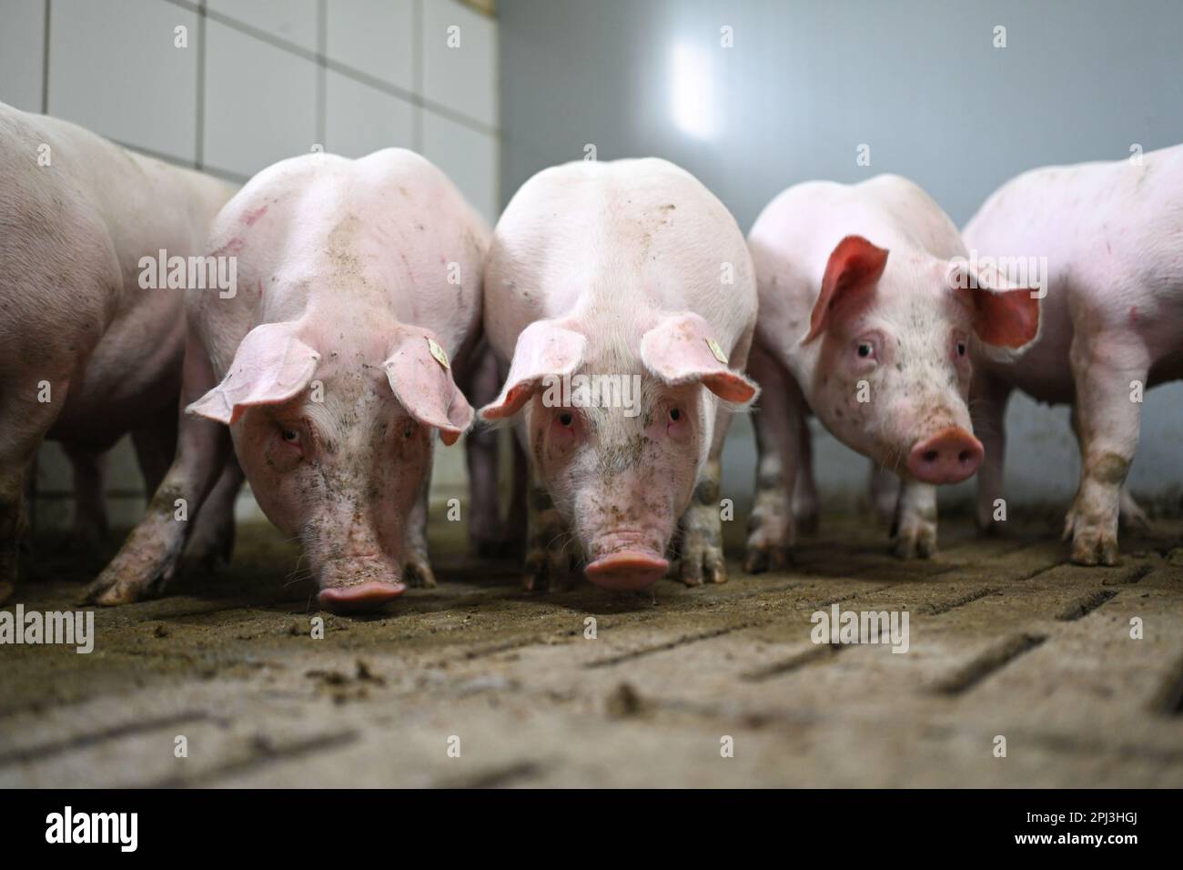 Kreis Emsland, Germany. 30th Mar, 2023. A group of pigs on the ...