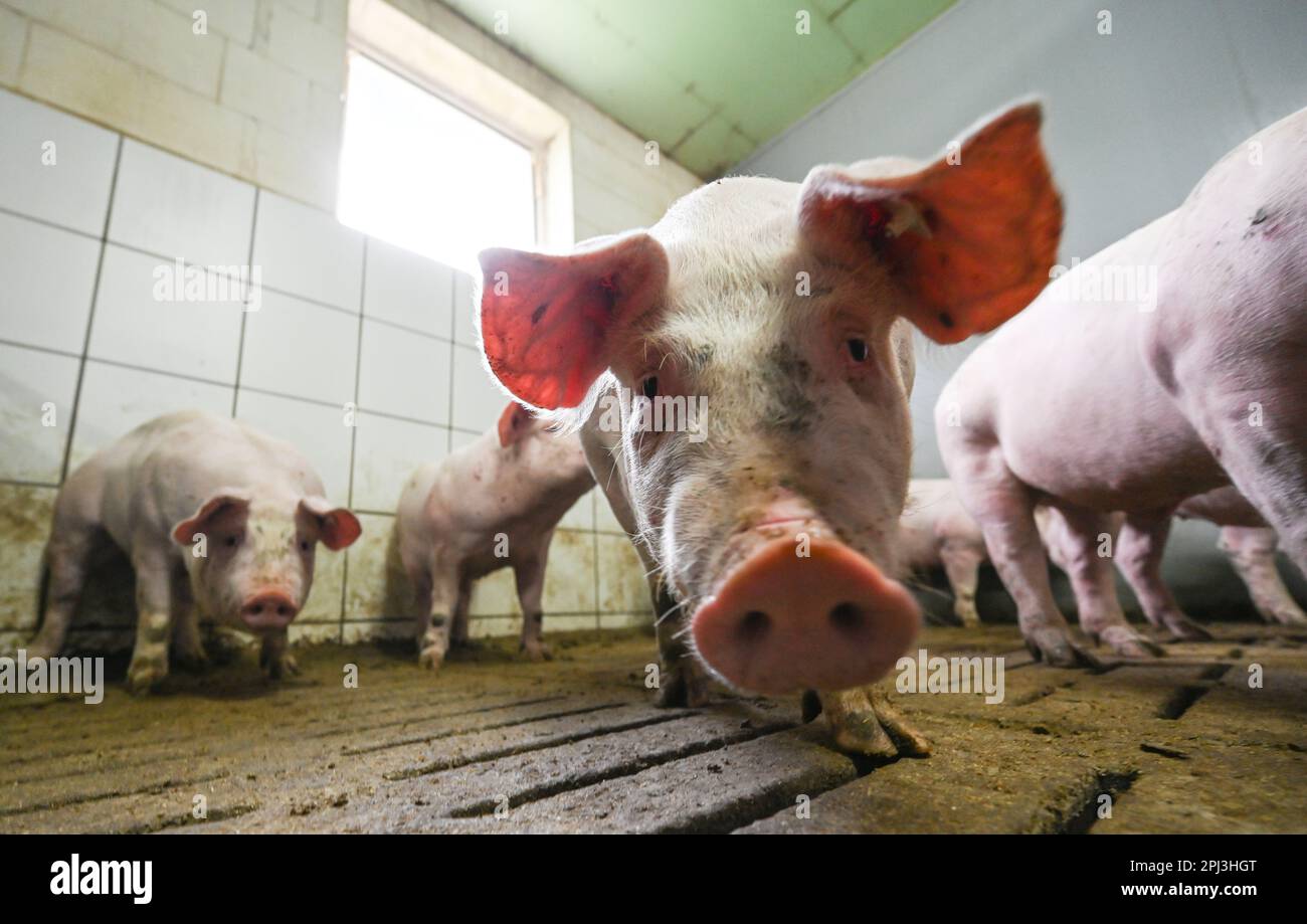 Kreis Emsland, Germany. 30th Mar, 2023. A group of pigs on the ...