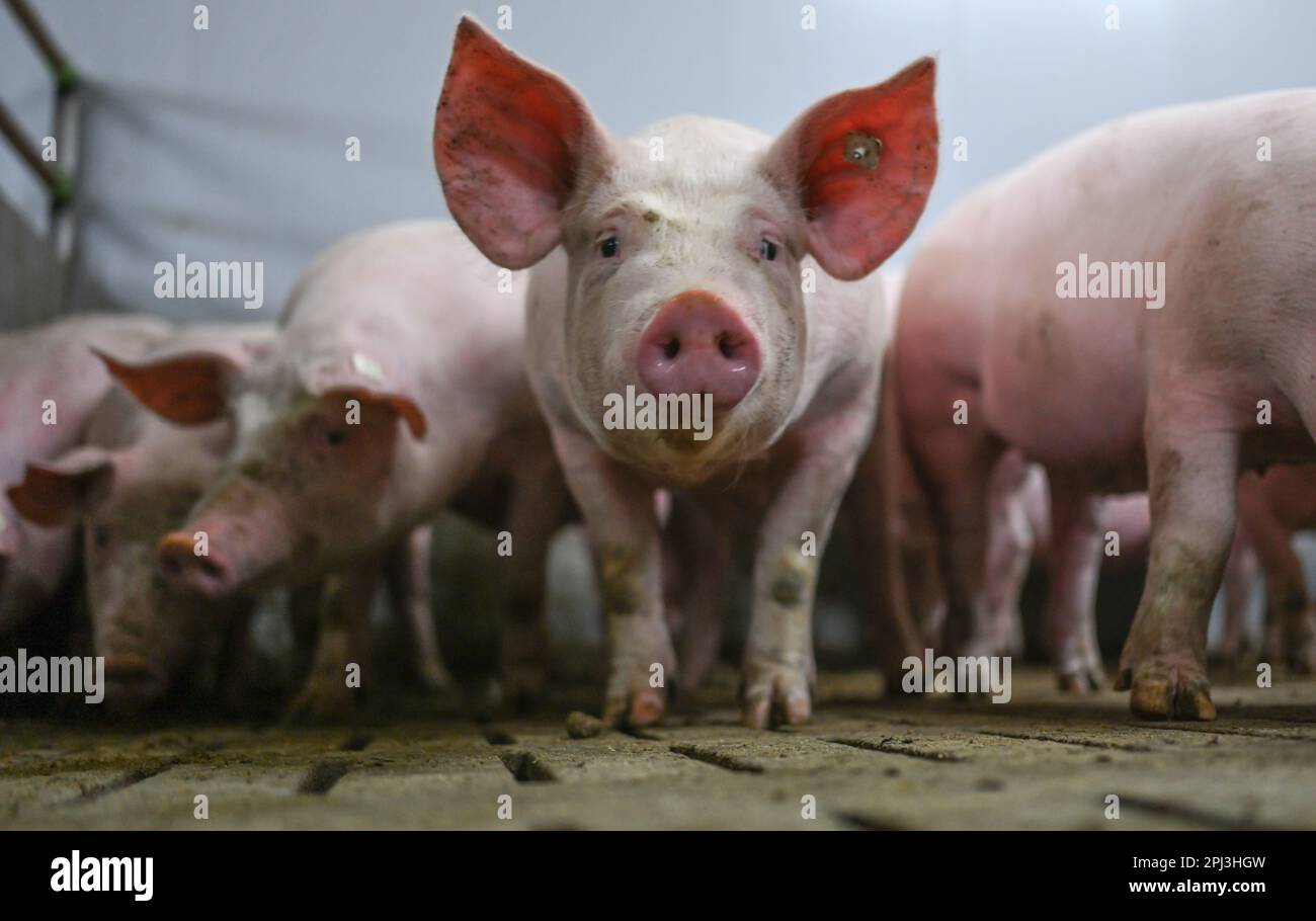 Kreis Emsland, Germany. 30th Mar, 2023. A group of pigs on the ...