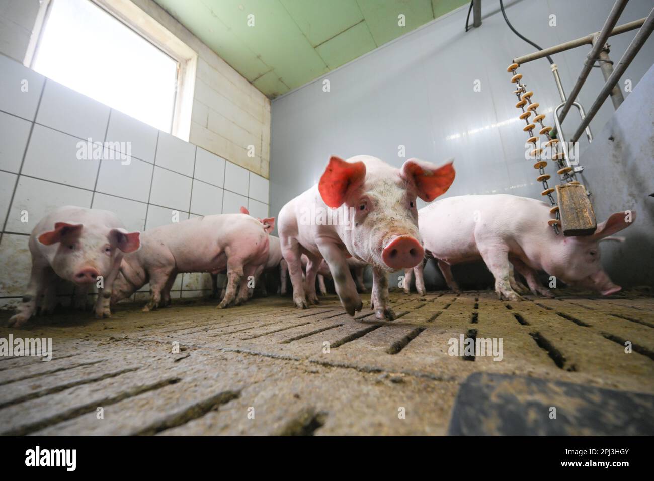 Kreis Emsland, Germany. 30th Mar, 2023. A group of pigs on the ...