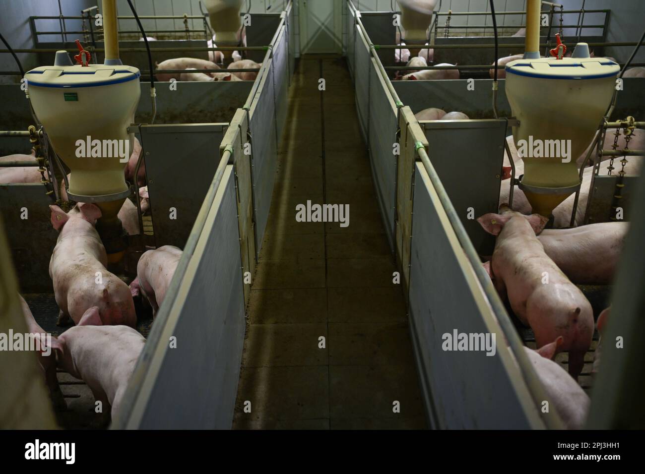 Kreis Emsland, Germany. 30th Mar, 2023. A view over the pens in a barn ...