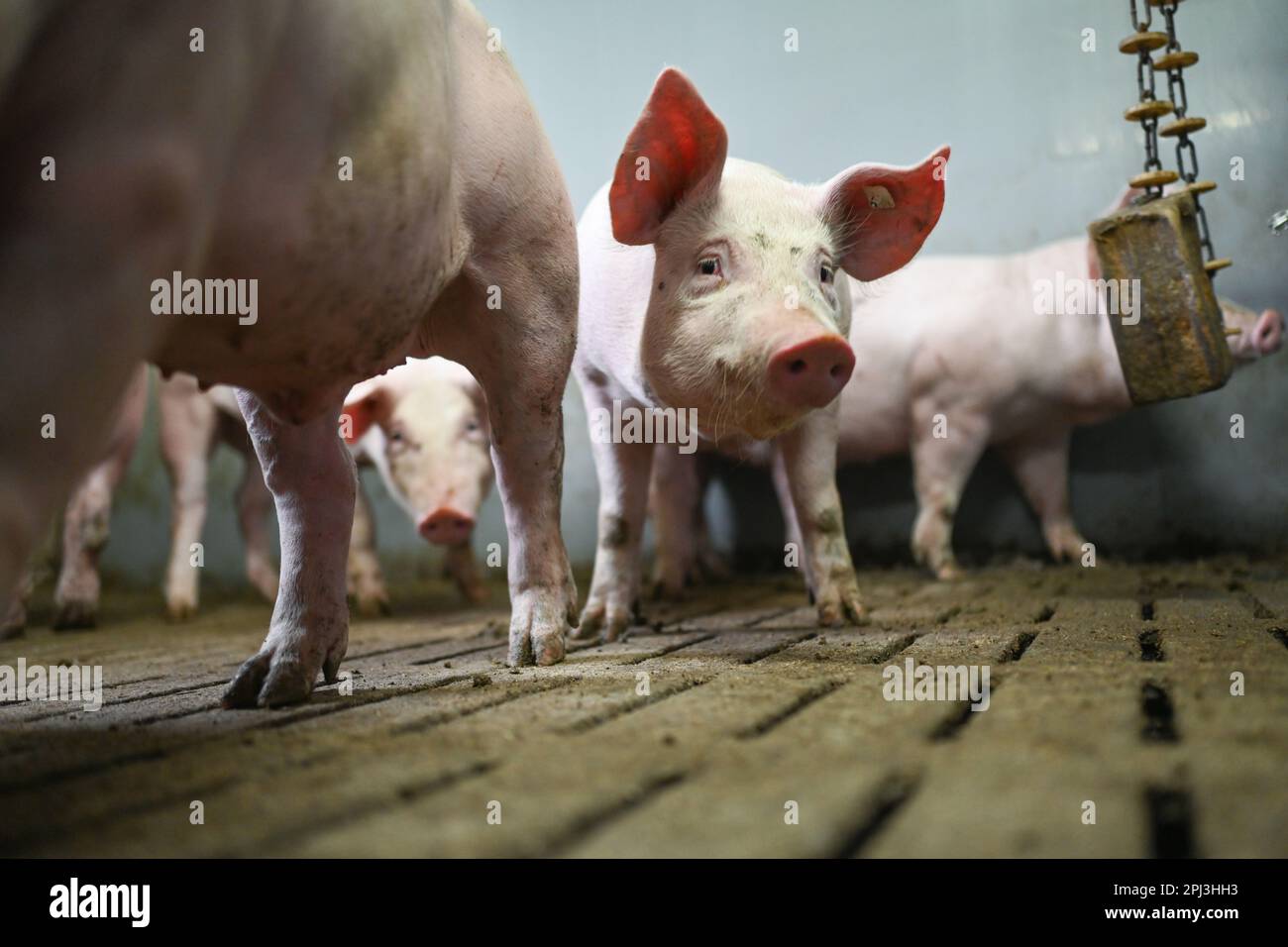 Kreis Emsland, Germany. 30th Mar, 2023. A group of pigs on the ...