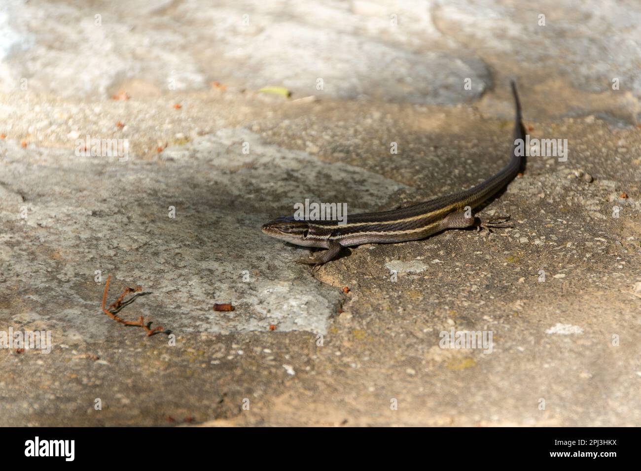 A yellow-striped lizard looks to the left with a suspicious expression ...