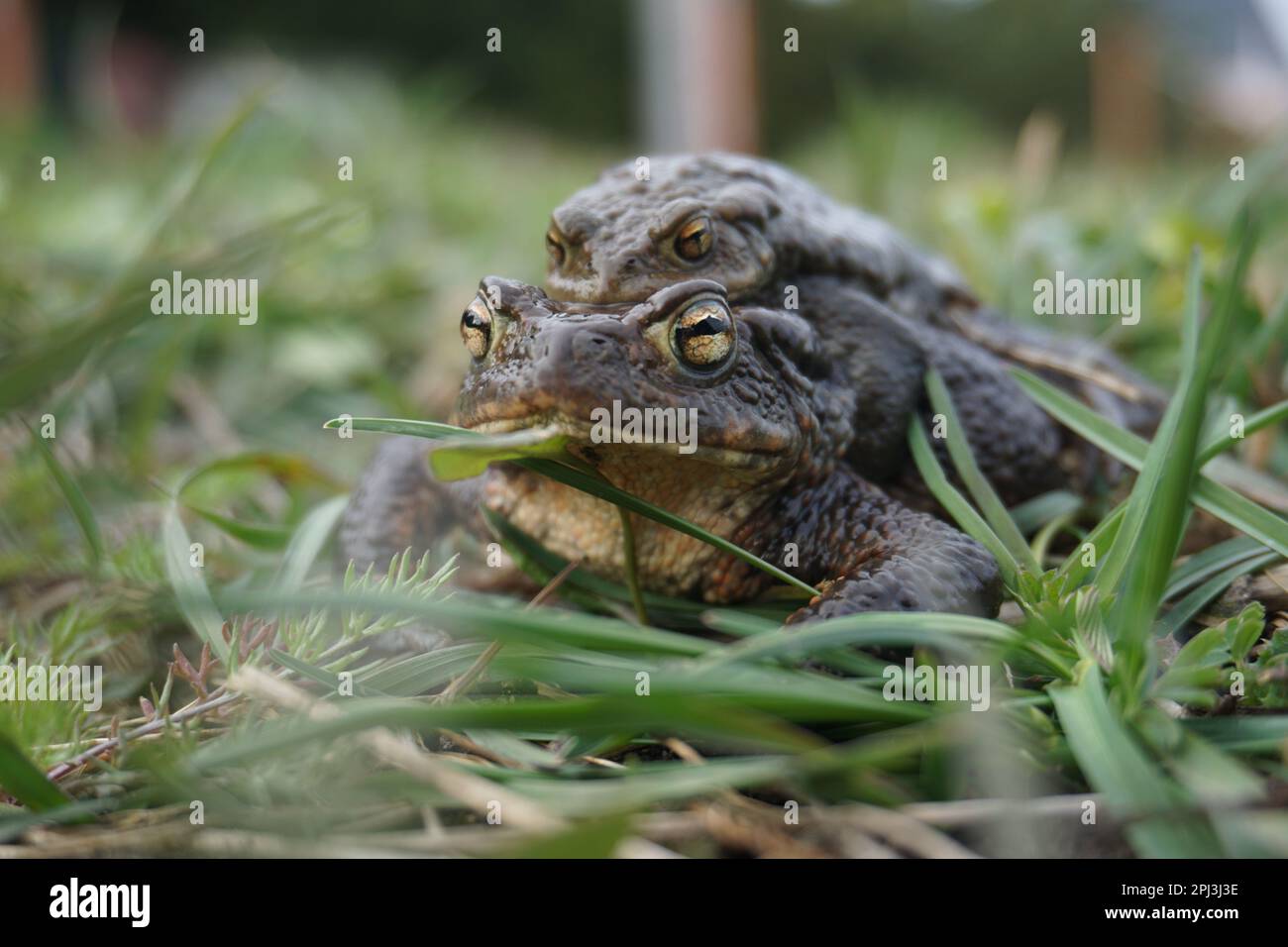 Common toads on each other Stock Photo - Alamy