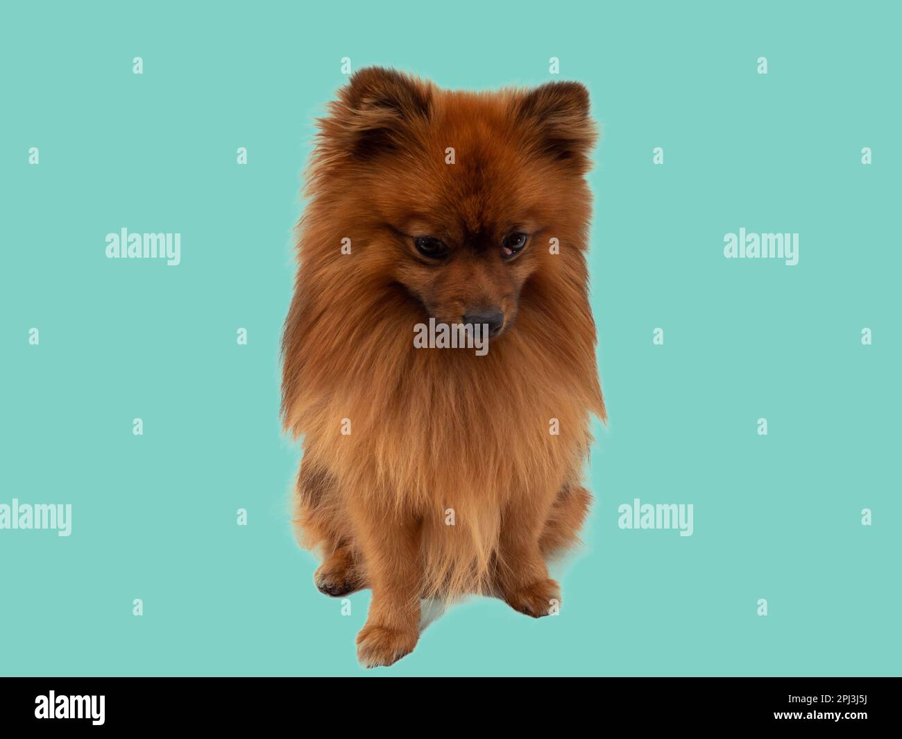 Red Spitz dog breed isolated on blue background. Portrait of Spitz dog ...