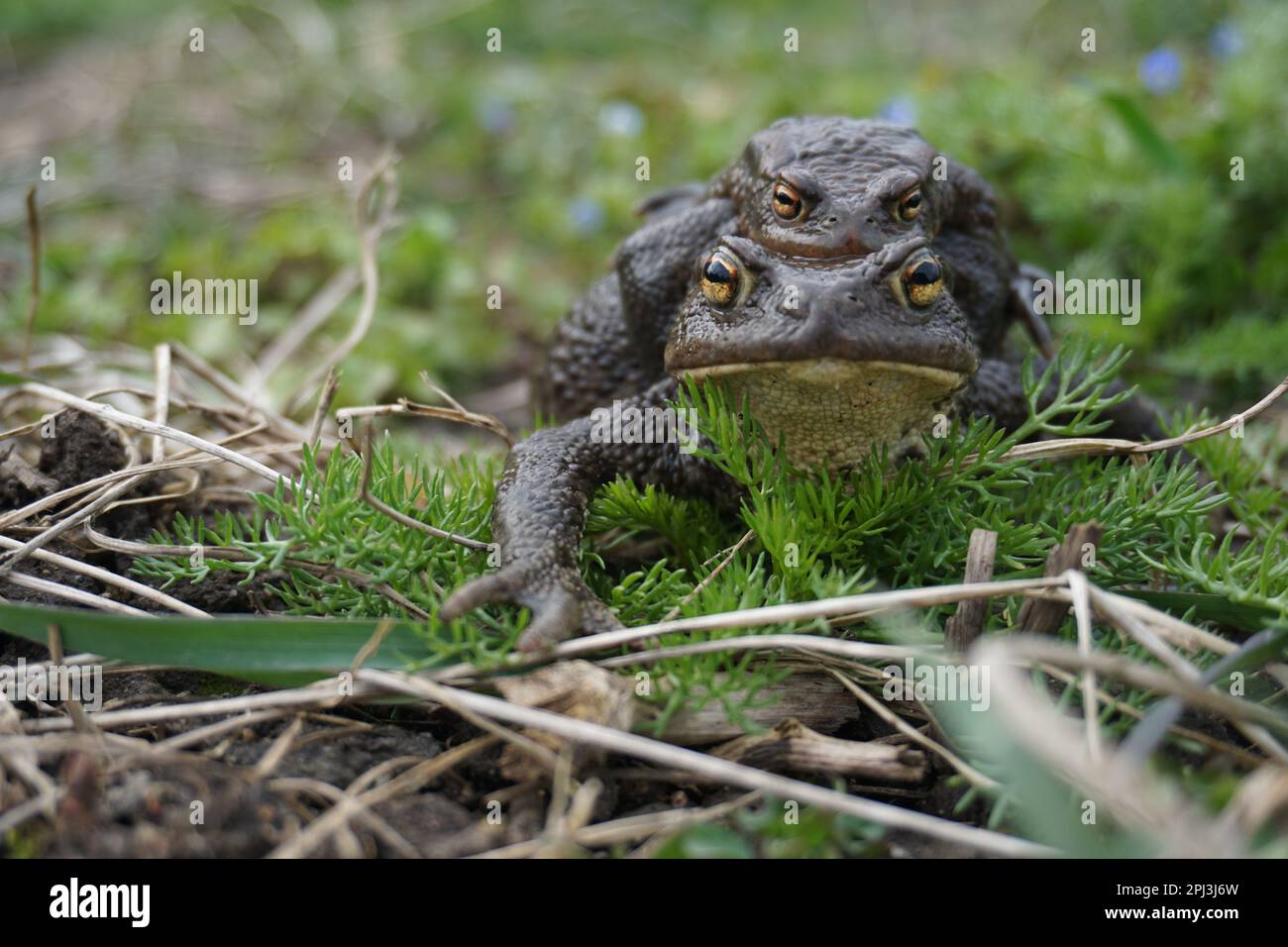 Two common toads on each other Stock Photo - Alamy
