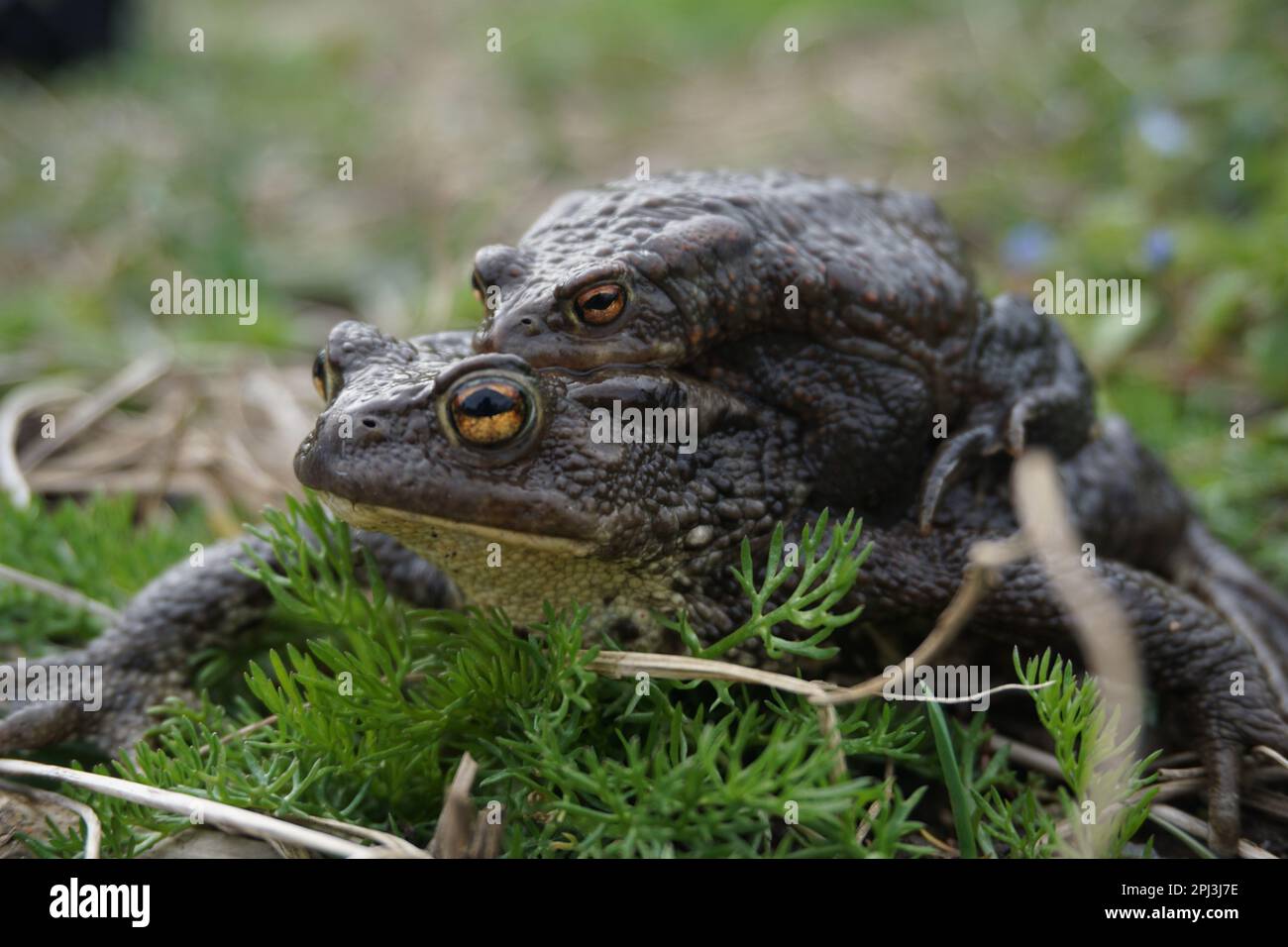 Common toad on grass Stock Photo - Alamy