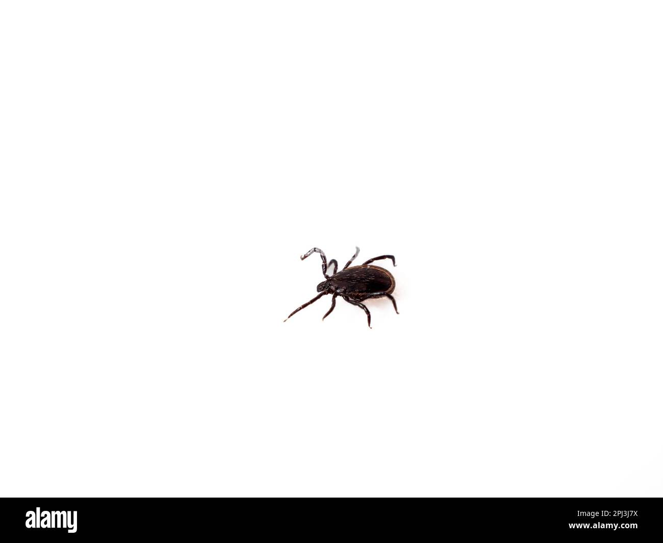 Tick on a white background. Dog tick. Close-up Stock Photo - Alamy