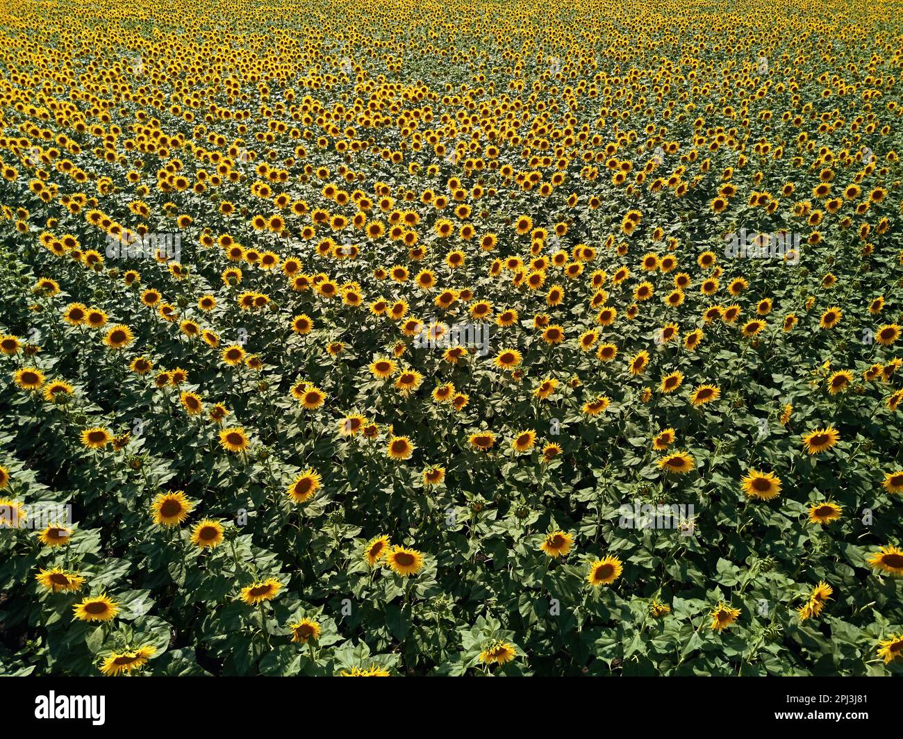 Aerial of sunflowers field. Drone flight over blooming sunflower field ...