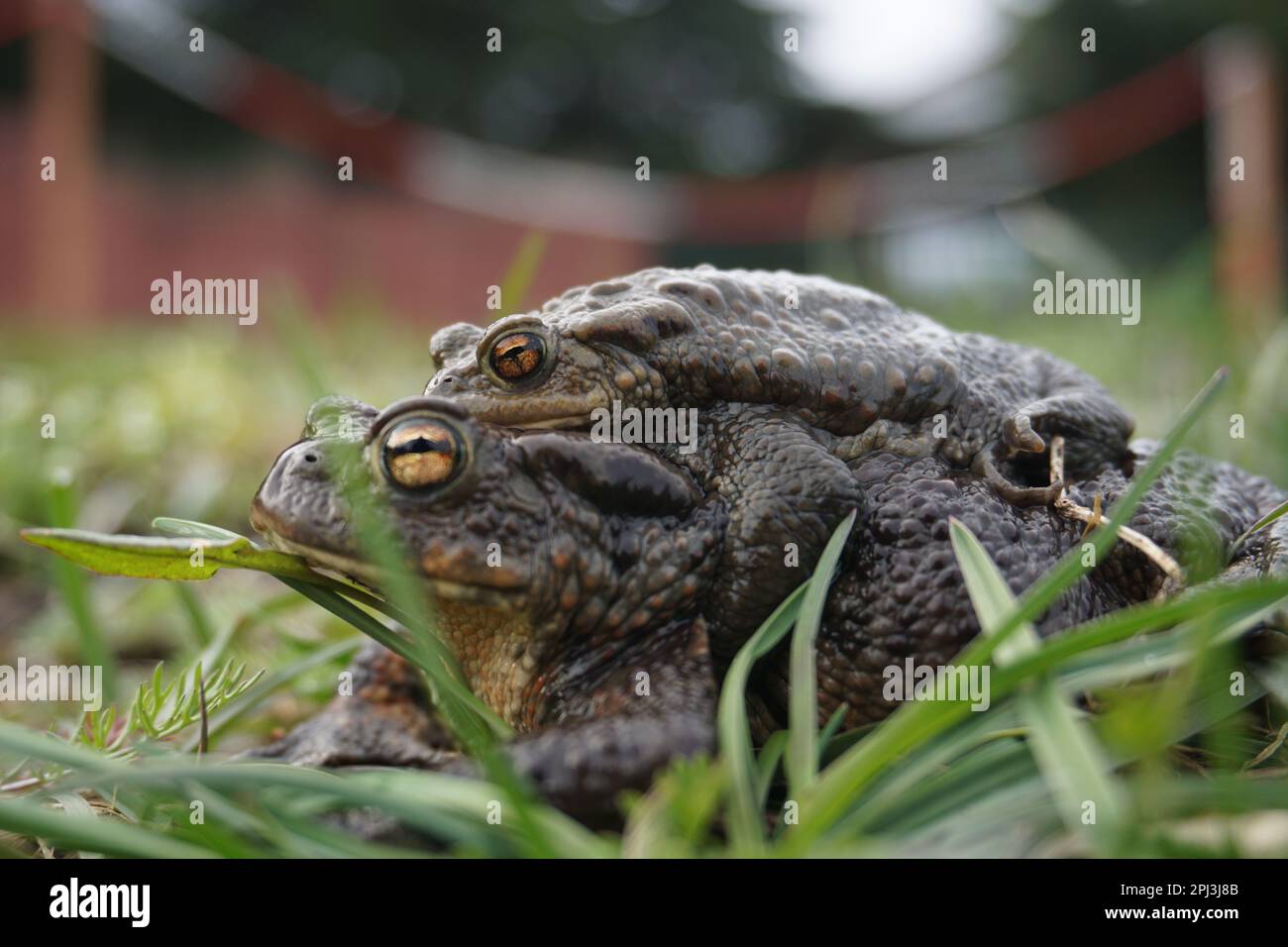 Common toad on grass Stock Photo - Alamy